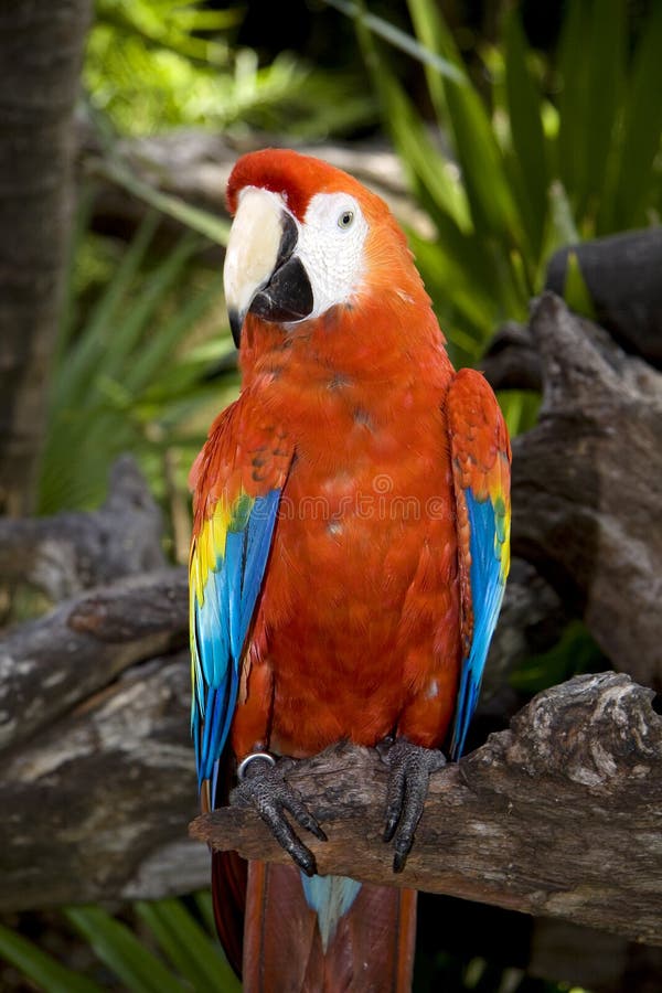 Colorful parrot stock image. Image of cute, feathered - 12495075
