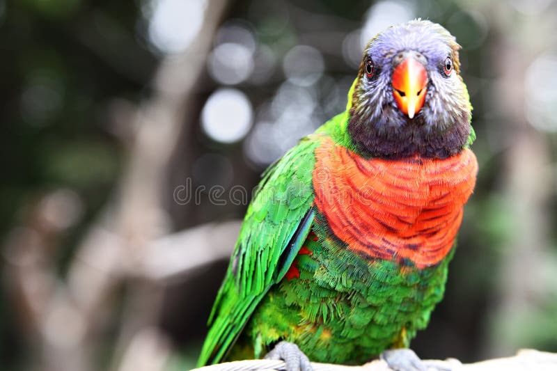 Colorful parrot stock image. Image of beautiful, space - 16624493