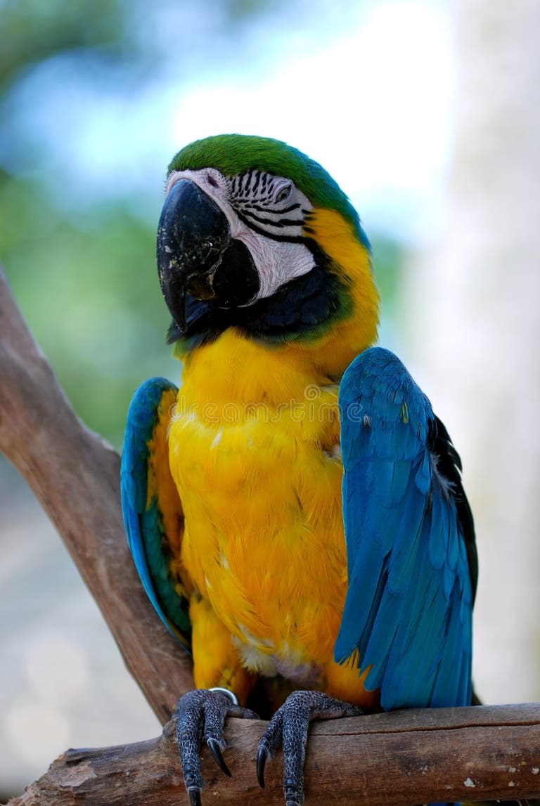 3,118 Big Colorful Parrot Stock Photos - Free & Royalty-Free Stock ...