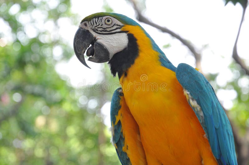 Colorful Parrot Closeup stock photo. Image of avian, alert - 6592166