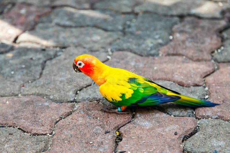 Beautiful Sun Conure Bird,Bird Parrot,Colorful Yellow Parrot. Stock ...