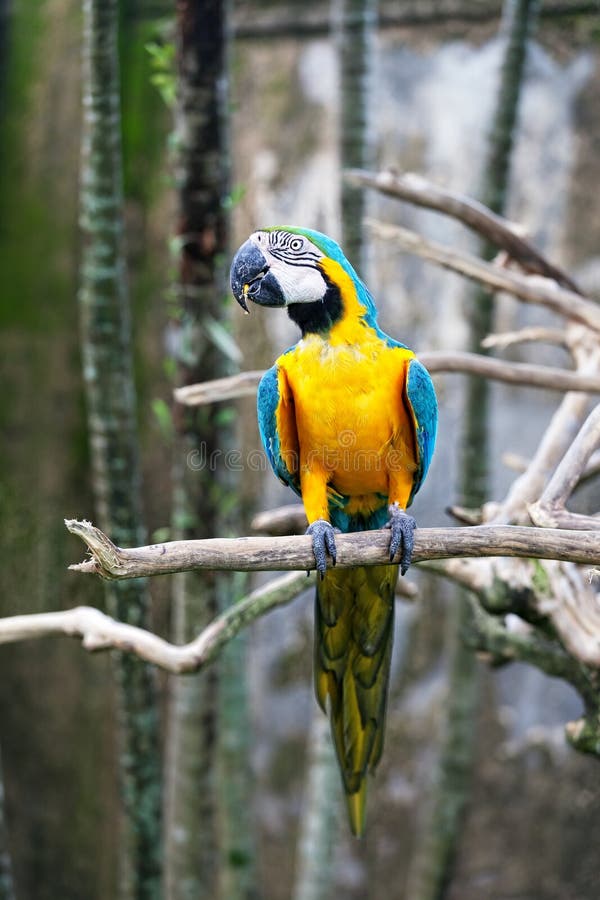 Colorful Parrot stock photo. Image of animal, clouds - 24521154