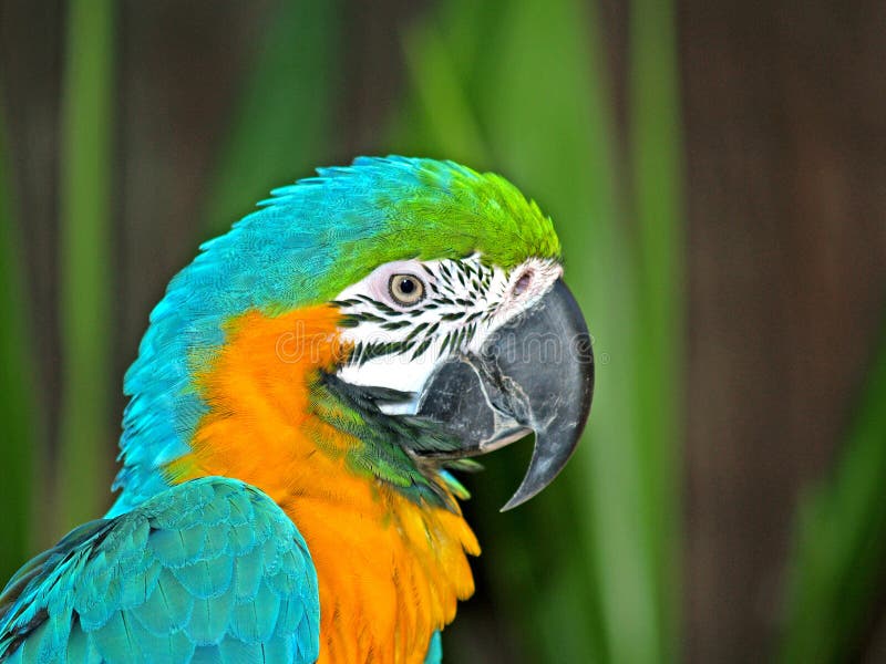 Colorful parrot stock image. Image of animal, blue, playful - 3752559