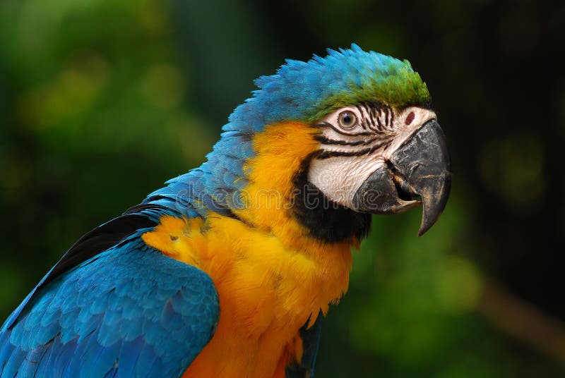 Colorful Parrot Picture. Image: 4449488