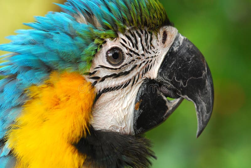 Colorful Parrot Picture. Image: 4471901