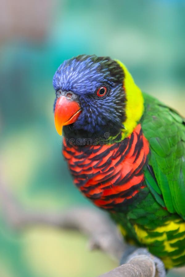 A colorful parrot stock image. Image of jacket, occasion - 4663385