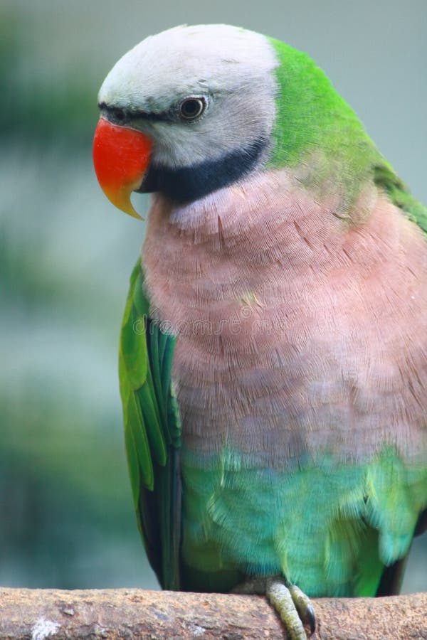 Two Yellow Parrots stock image. Image of avian, animal - 7892495