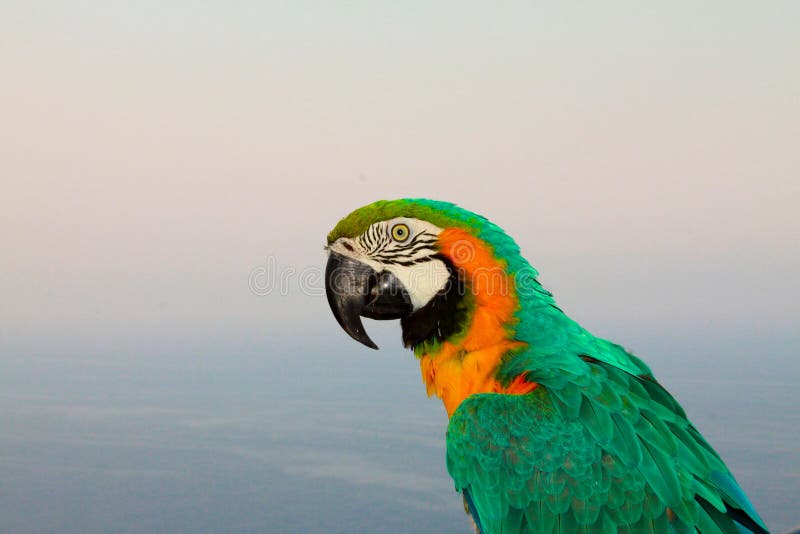 Profile Portrait Of Parrot Picture. Image: 82997836