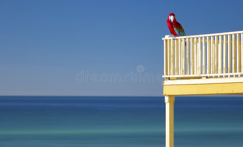 A Colorful Parrot at beach stock photo. Image of agapornis - 55778204