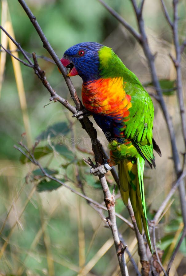Colorful parrot stock image. Image of blue, orange, brown - 50217013
