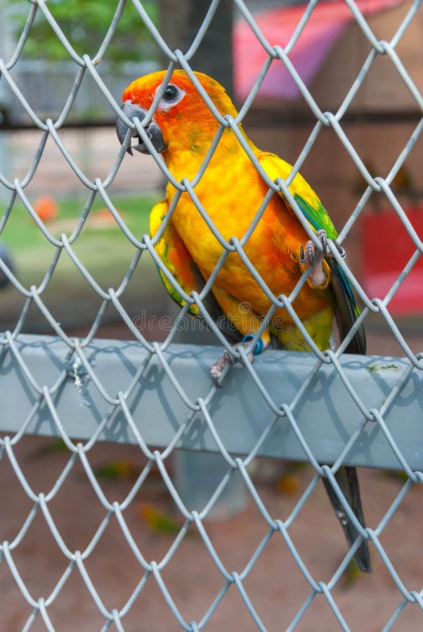 Colorful Parrot Bird Sitting on the Perch Stock Image - Image of colour ...