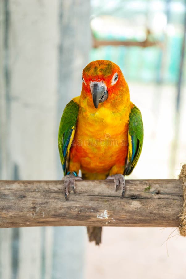 Colorful Parrot Bird Sitting on the Perch Stock Photo - Image of ...
