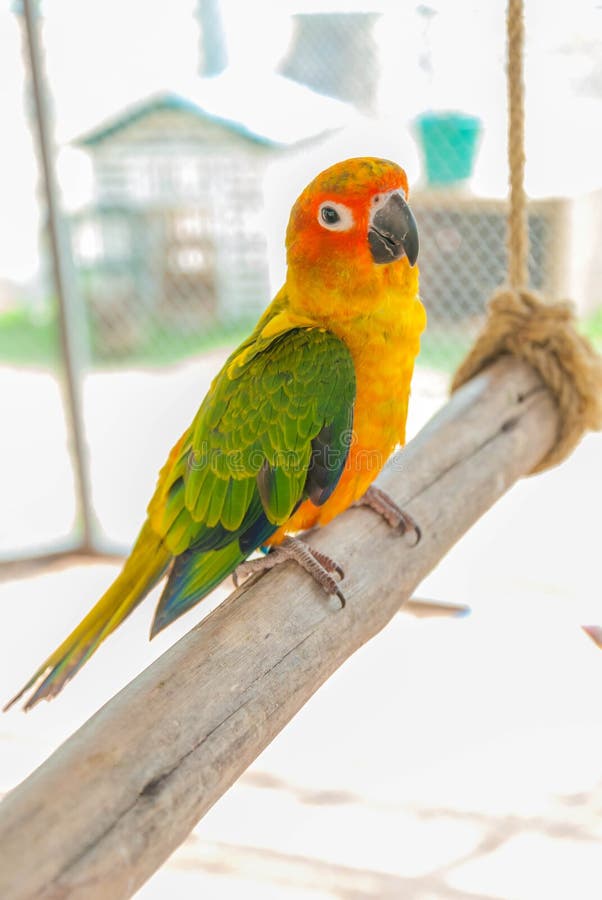 Colorful Parrot Bird Sitting on the Perch Stock Image - Image of colour ...