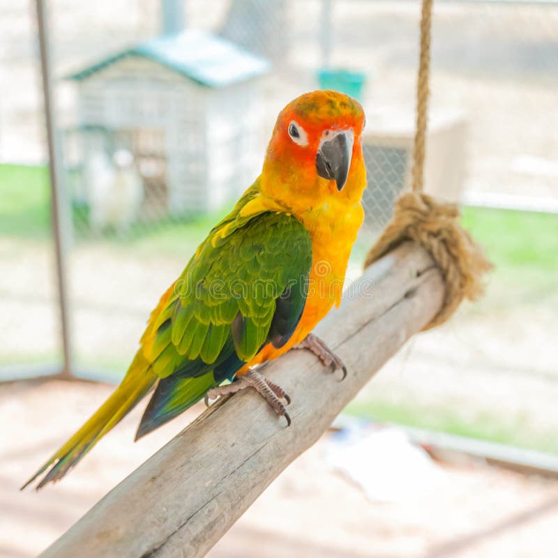 Colorful Parrot Bird Sitting On The Perch Stock Image - Image of color ...