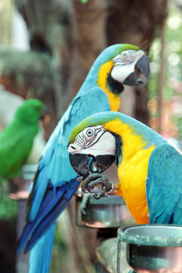 Colorful parrot bird stock image. Image of parrot, bird - 46365819