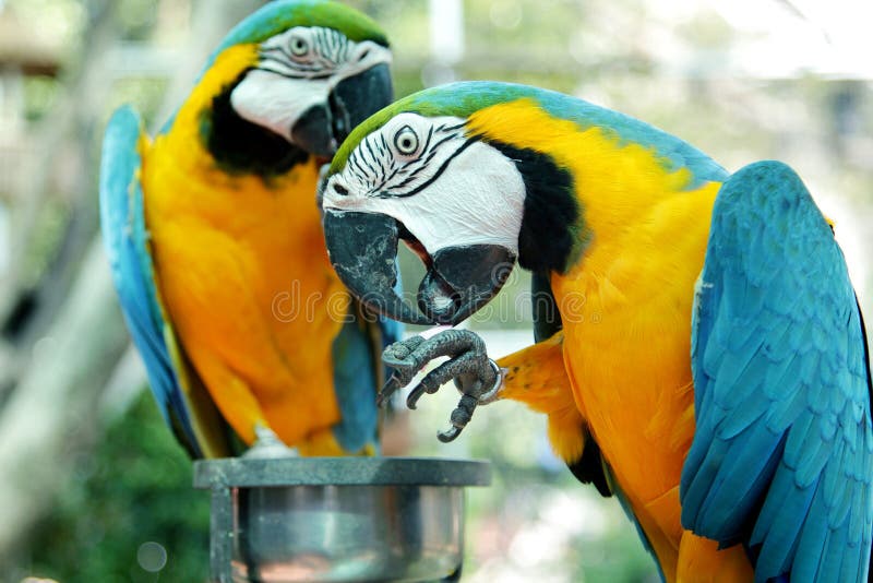 Colorful parrot bird stock image. Image of closeup, parrot - 46365827