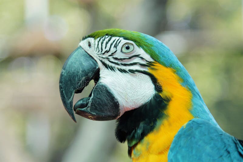 Colorful parrot birds stock photo. Image of nature, bird - 47152940