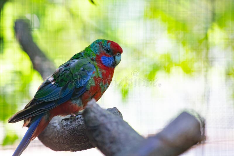 Colorful Parrot on a Branch Stock Image - Image of colorful, australia ...