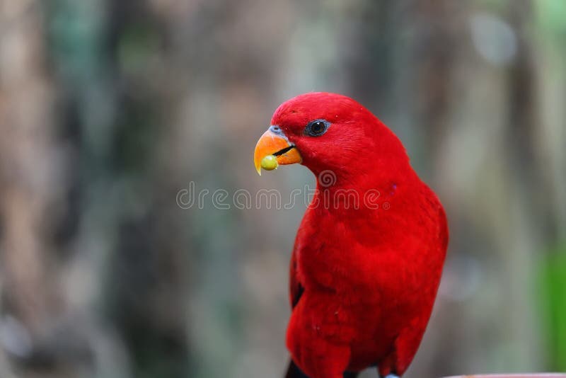 Colorful Parrot stock image. Image of parrot, vibrant - 121440641