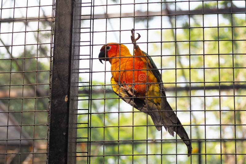 Parrot in cage at zoo stock photo. Image of life, nature - 152324194