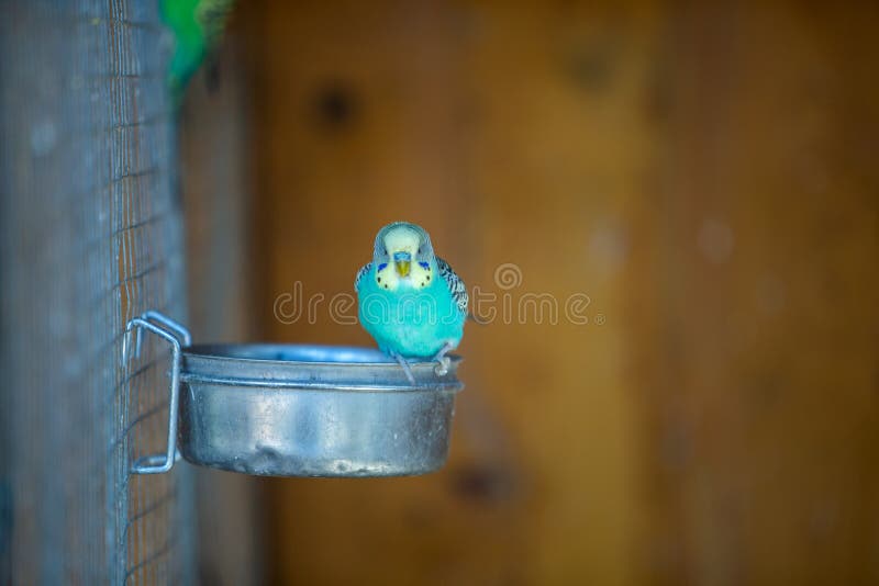Colorful Parrot in a Cage at a Zoo Stock Image - Image of bird, closeup ...