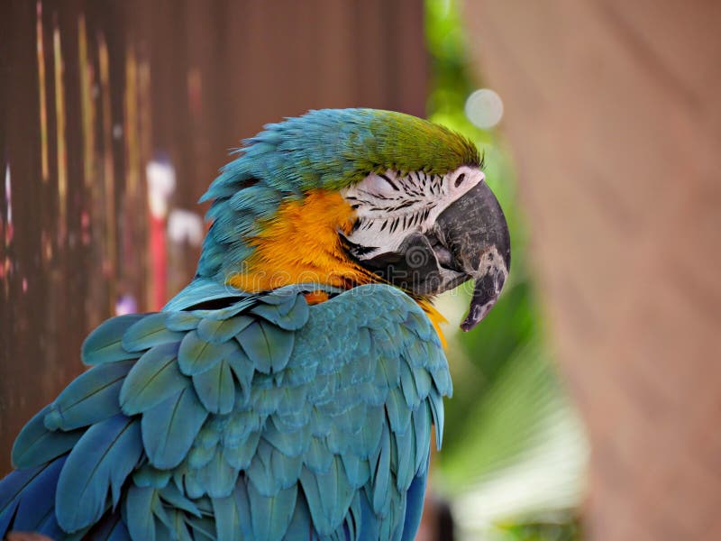 262 Parrot Vector Photos - Free & Royalty-Free Stock Photos from Dreamstime