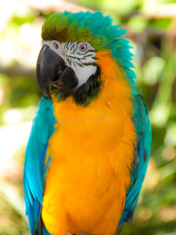 A Colorful Parrot stock image. Image of blue, exotic - 54615519