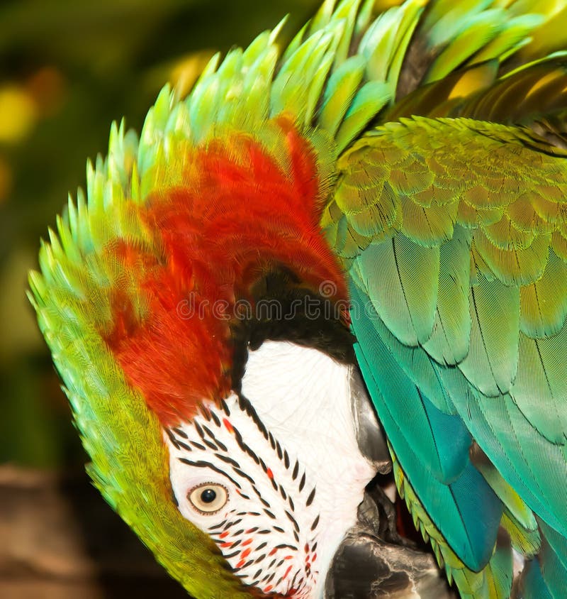 A Colorful Parrot stock image. Image of blue, exotic - 54615519