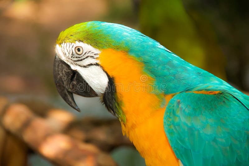 A Colorful Parrot stock image. Image of blue, exotic - 54615519