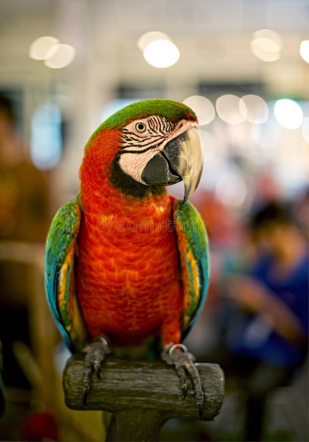 Colorful parrot : Closeup stock image. Image of bird - 84066931