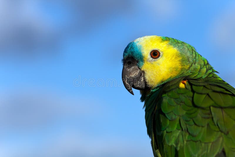Jardine s Parrot stock photo. Image of talk, beak, orange - 4445378