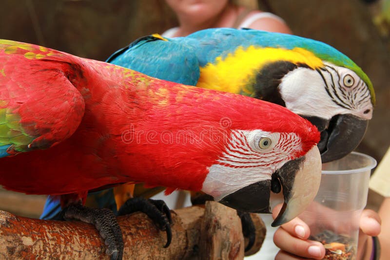 Colorful parrot cockatoo stock photo. Image of macaw - 65766026