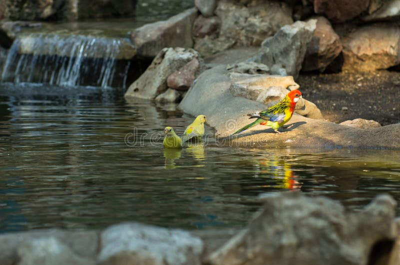 Colorful Parrot Drinking Water on the Edge of a Stream Stock Photo ...
