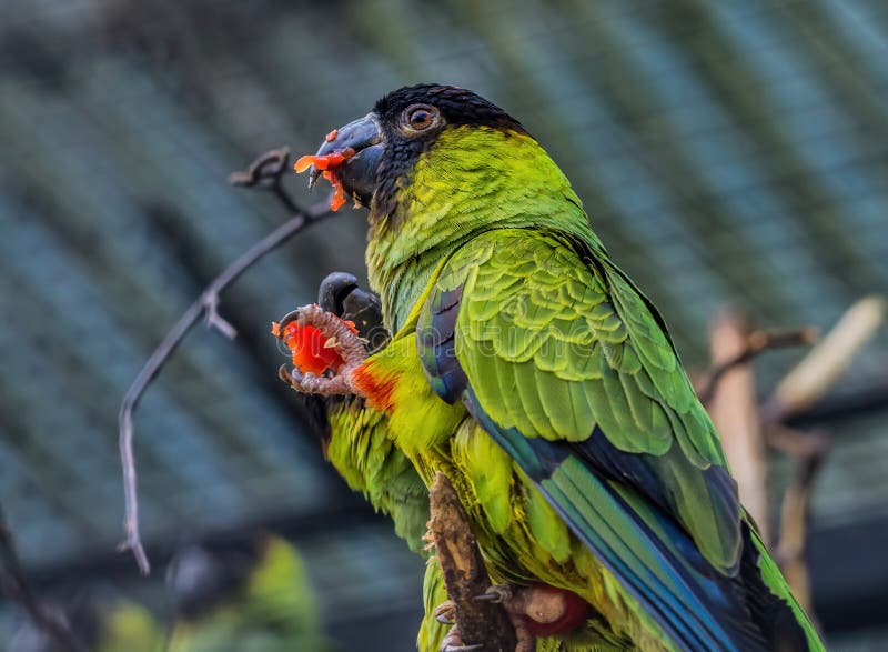 703 Parrot Eating Fruit Stock Photos - Free & Royalty-Free Stock Photos ...