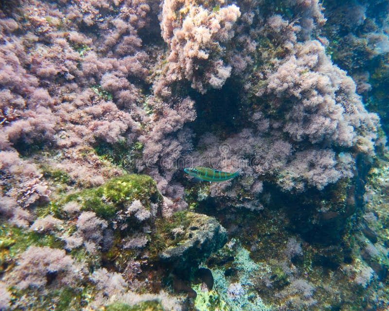 Colorful Parrot Fish on Pink Reef Stock Image - Image of water, color ...