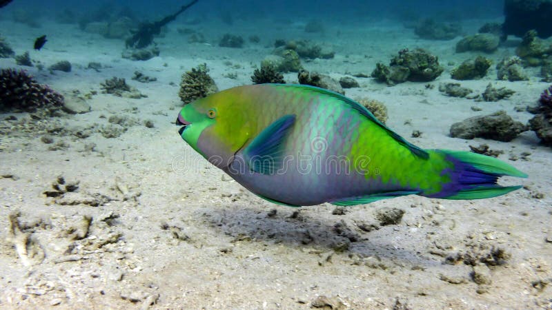 Parrot fish in Red sea stock image. Image of marine, fish - 91365225