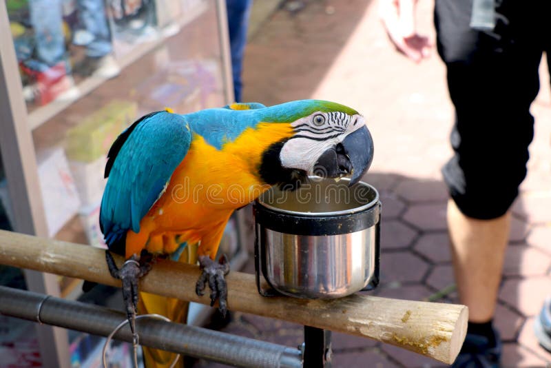 Colorful parrot stock photo. Image of german, green - 194882326