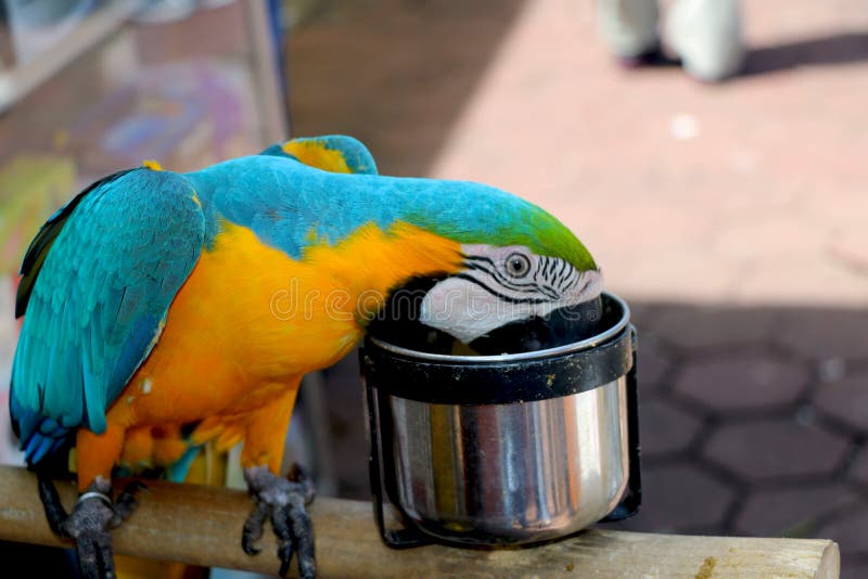 Colorful parrot stock photo. Image of closeup, macaw - 194882330