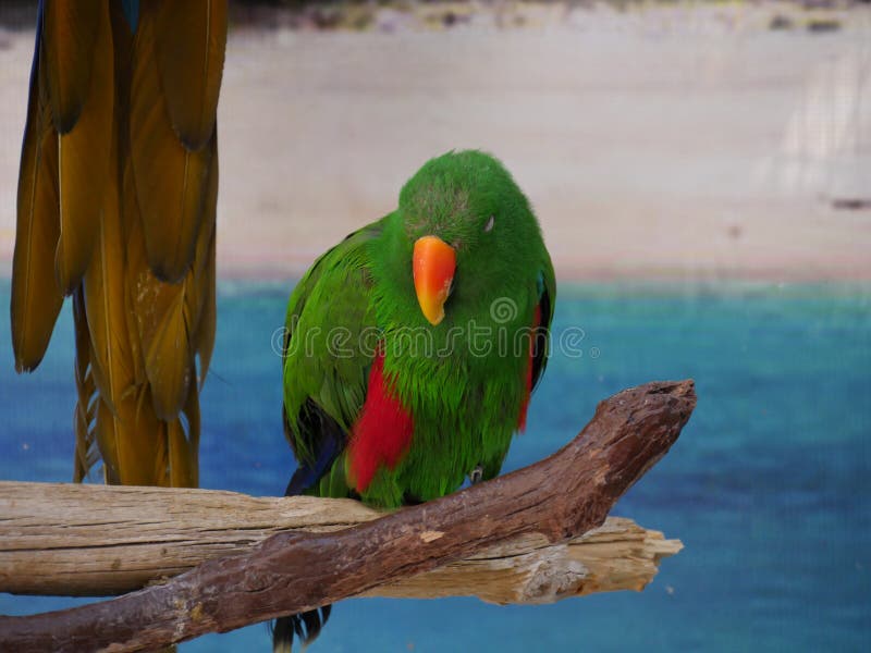 Colorful parrot stock image. Image of funny, perch, portrait - 153735799