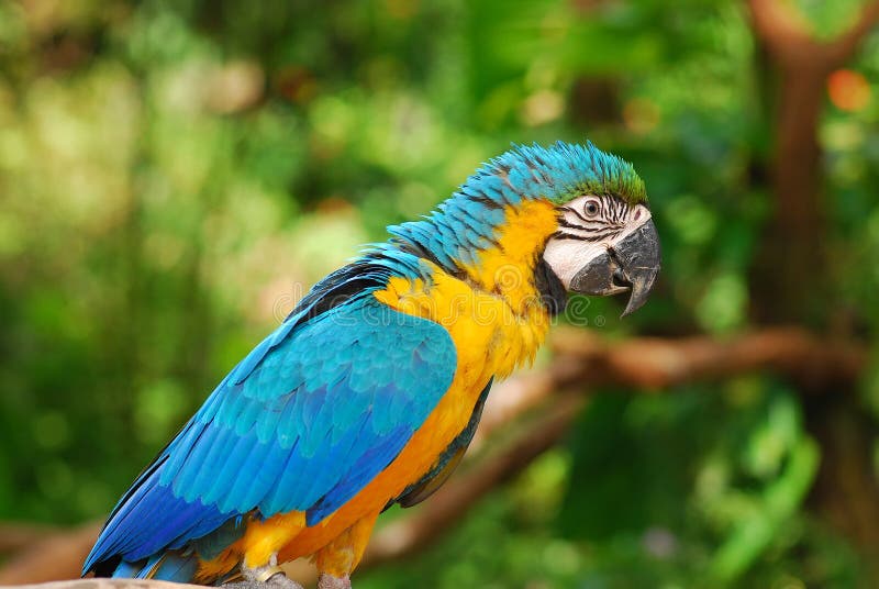 Colorful Parrot In The Garden Picture. Image: 4449436