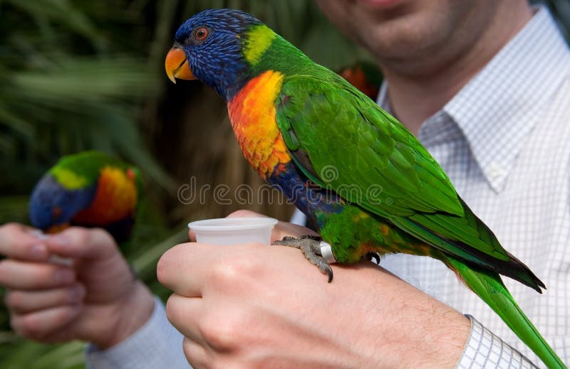 Colorful parrot on a hand stock image. Image of feeding - 8997063