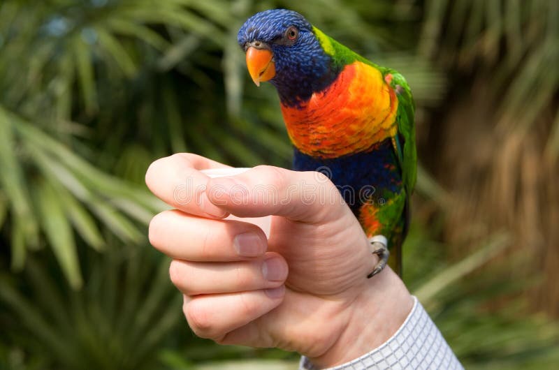 Colorful parrot on a hand stock image. Image of feathered - 8997067
