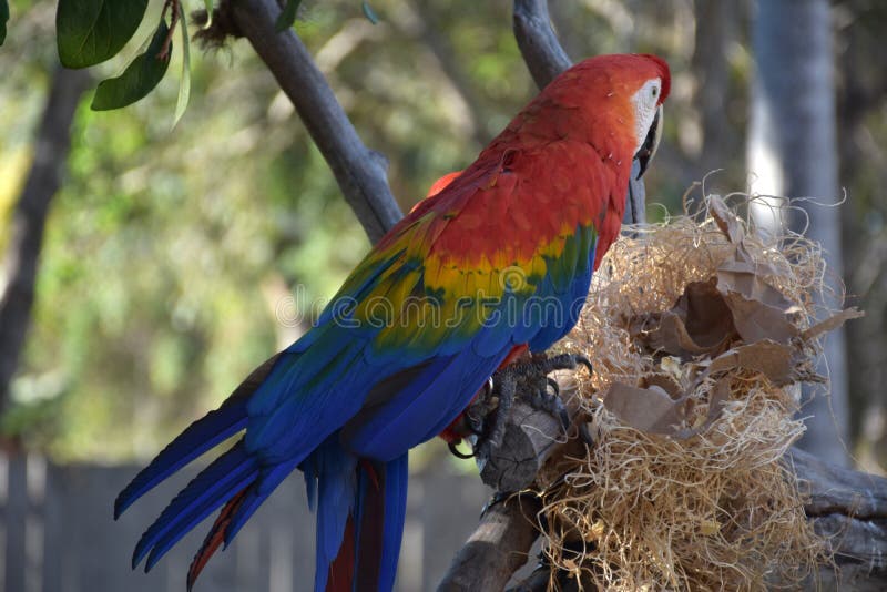 Colorful Parrot Looking Back Over His Shoulder Stock Image - Image of ...