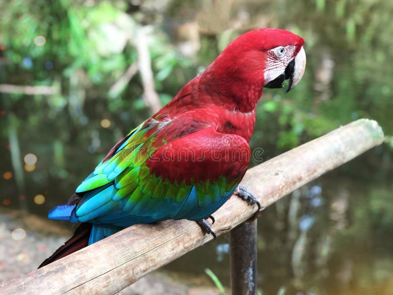 Colorful Parrot Parrot Macaw. Scarlet Macaw Stock Image - Image of blue ...