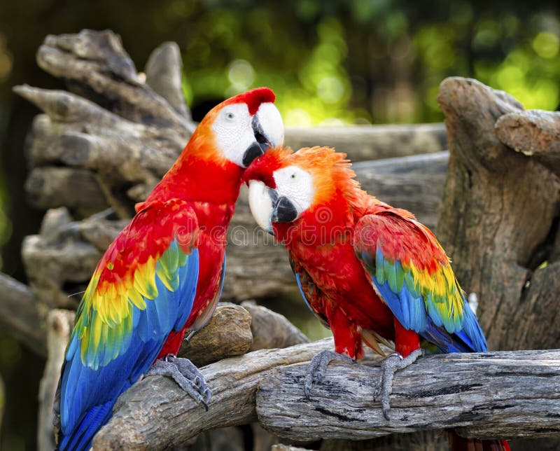 Colorful parrot macaws stock photo. Image of animal, beautiful - 35766862