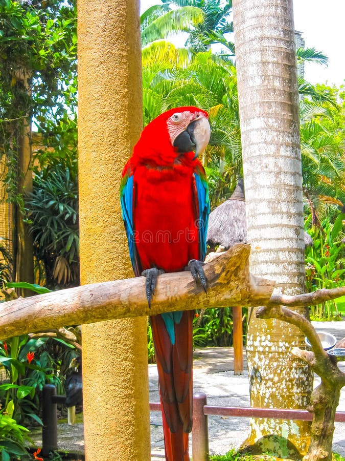 The White Parrot Macaws Sitting on Perch Stock Photo - Image of pretty ...