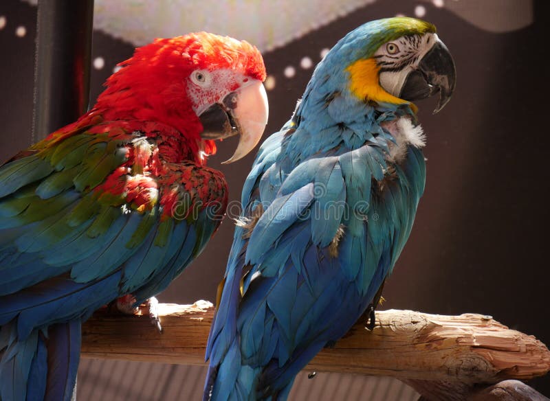 Colorful parrot stock photo. Image of design, beautiful - 153735804