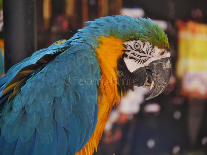 Red Blue Parrot Side View Stock Images - Download 280 Royalty Free Photos