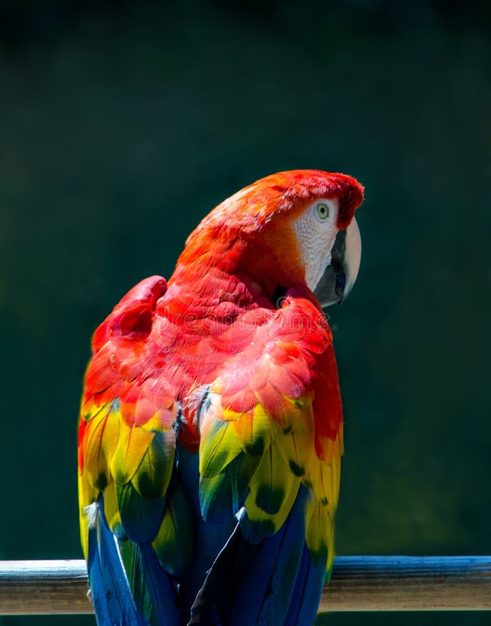 Colorful Parrot Outdoors on a Perch Stock Photo - Image of avian ...