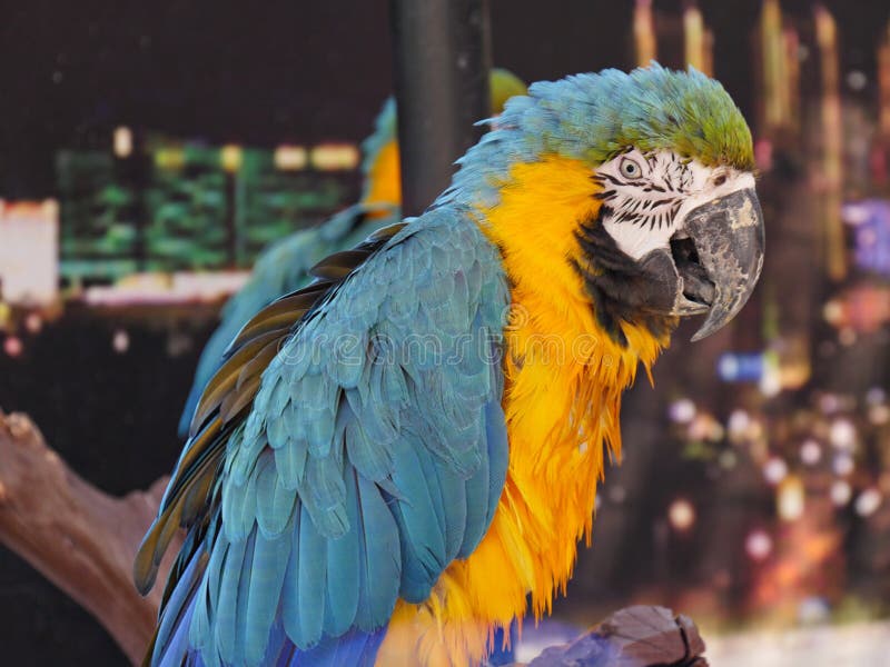 Colorful parrot stock photo. Image of feather, exotic - 153735470